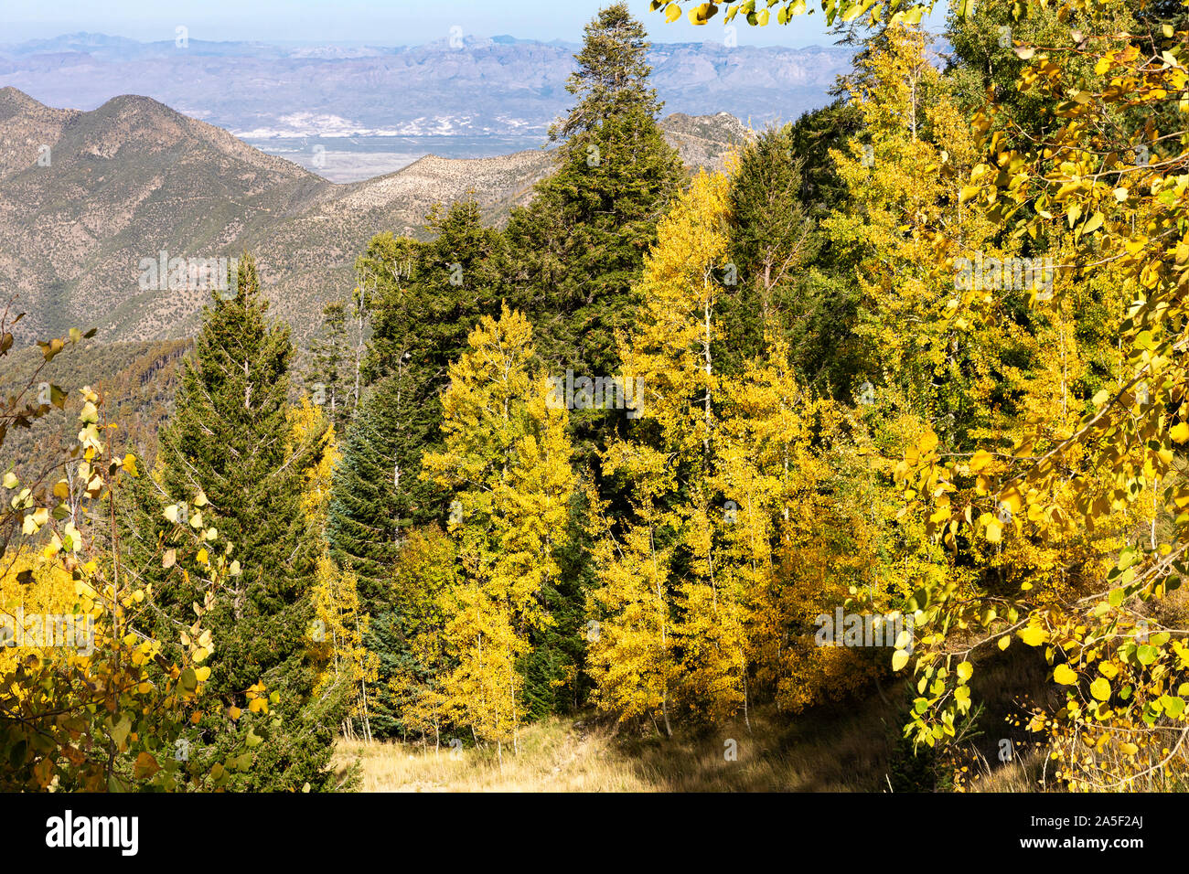 Fall Color, Mt. Lemmon, Santa Catalina Mountains, Tucson, Arizona Stock ...
