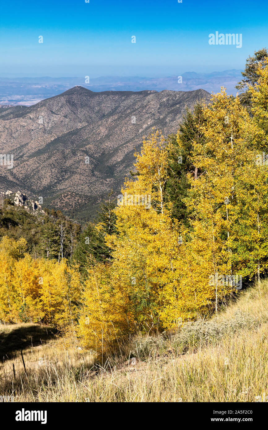 Fall Color, Mt. Lemmon, Santa Catalina Mountains, Tucson, Arizona Stock ...