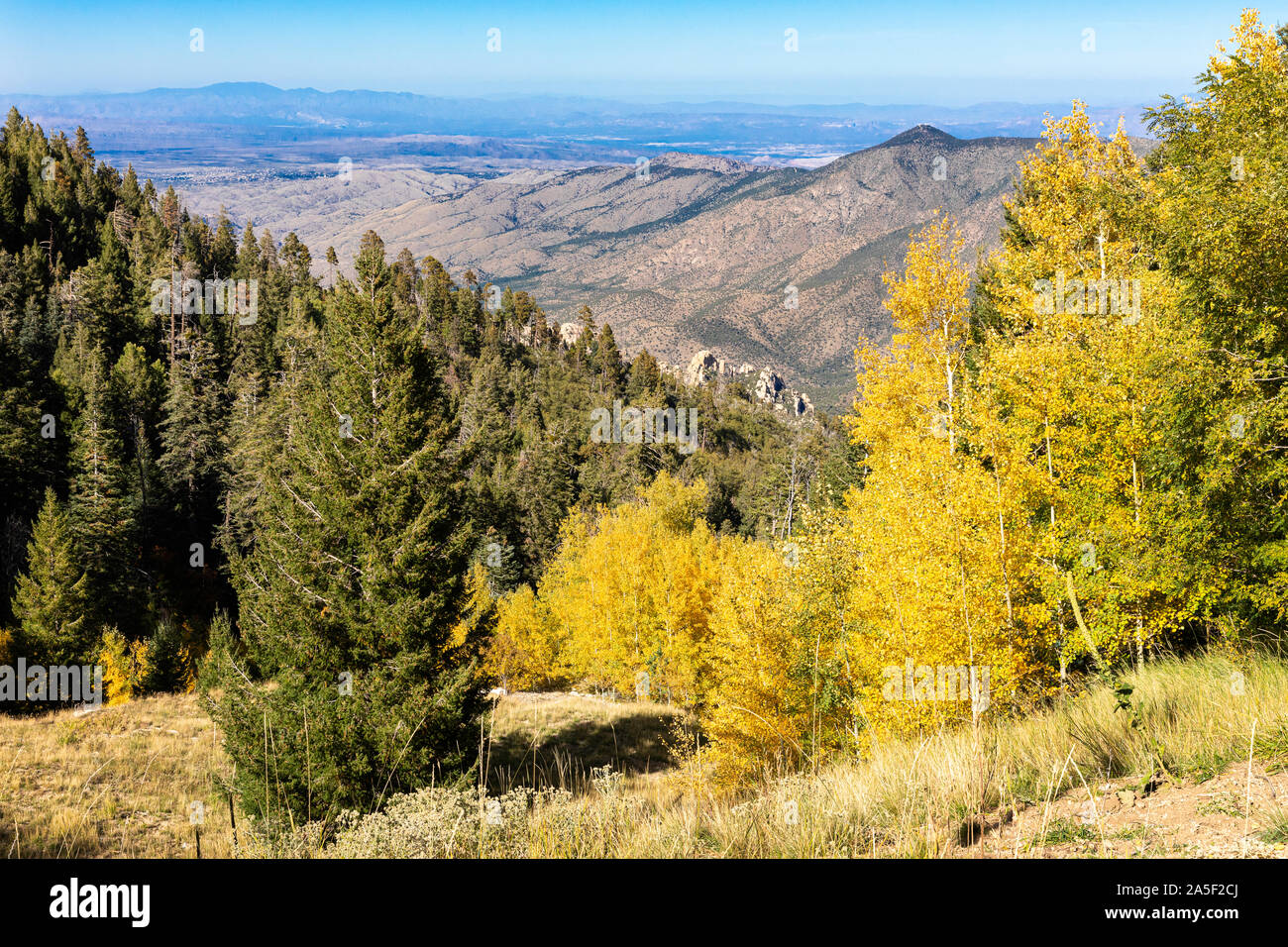 Fall Color, Mt. Lemmon, Santa Catalina Mountains, Tucson, Arizona Stock ...