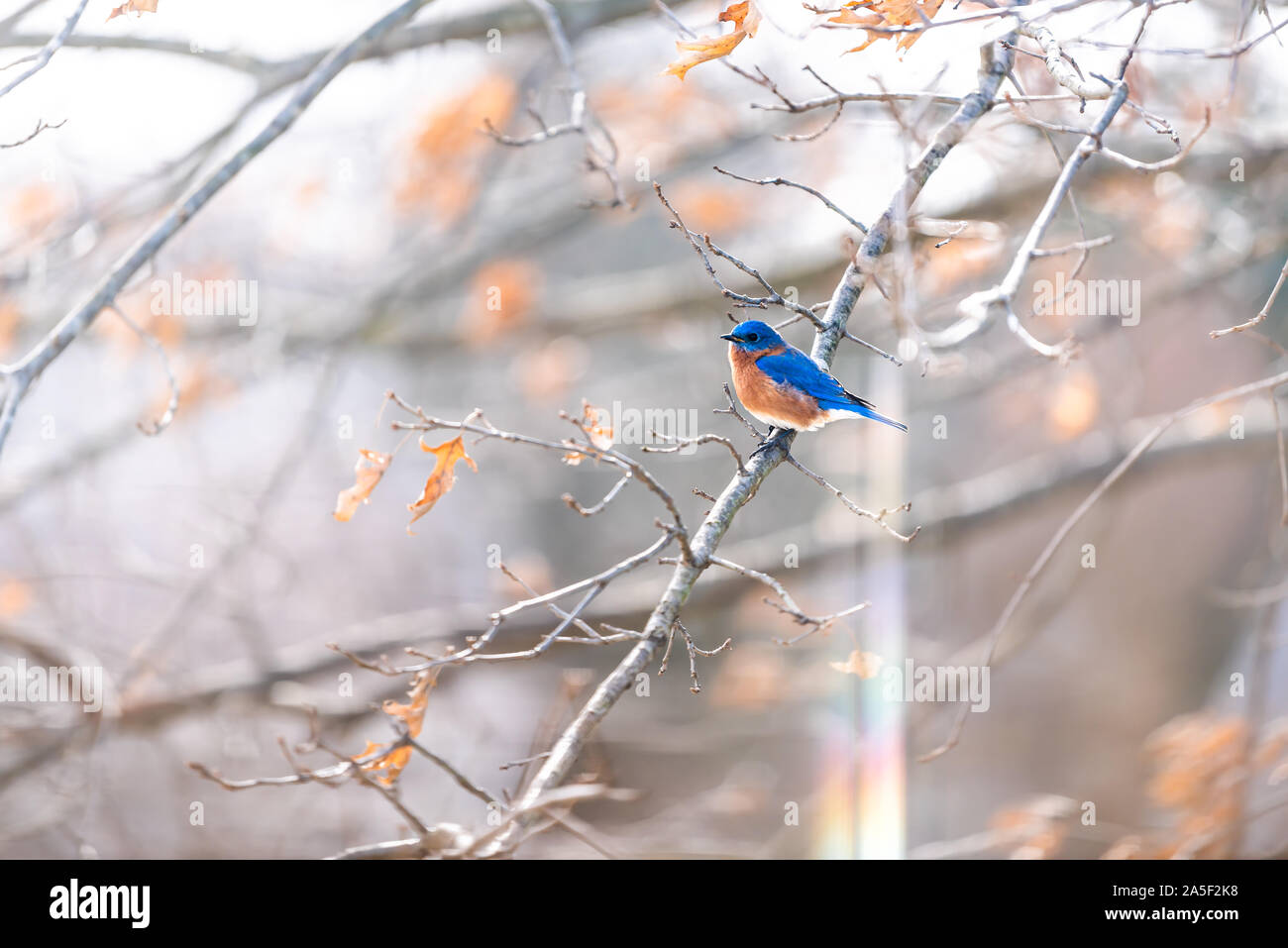 Blue male bluebird bird hi-res stock photography and images - Alamy