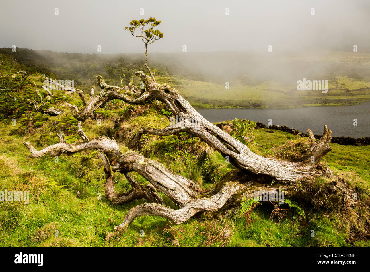 Azores Juniper trunk at Paúl lagoon. Pico, Azores, Portugal Stock Photo ...