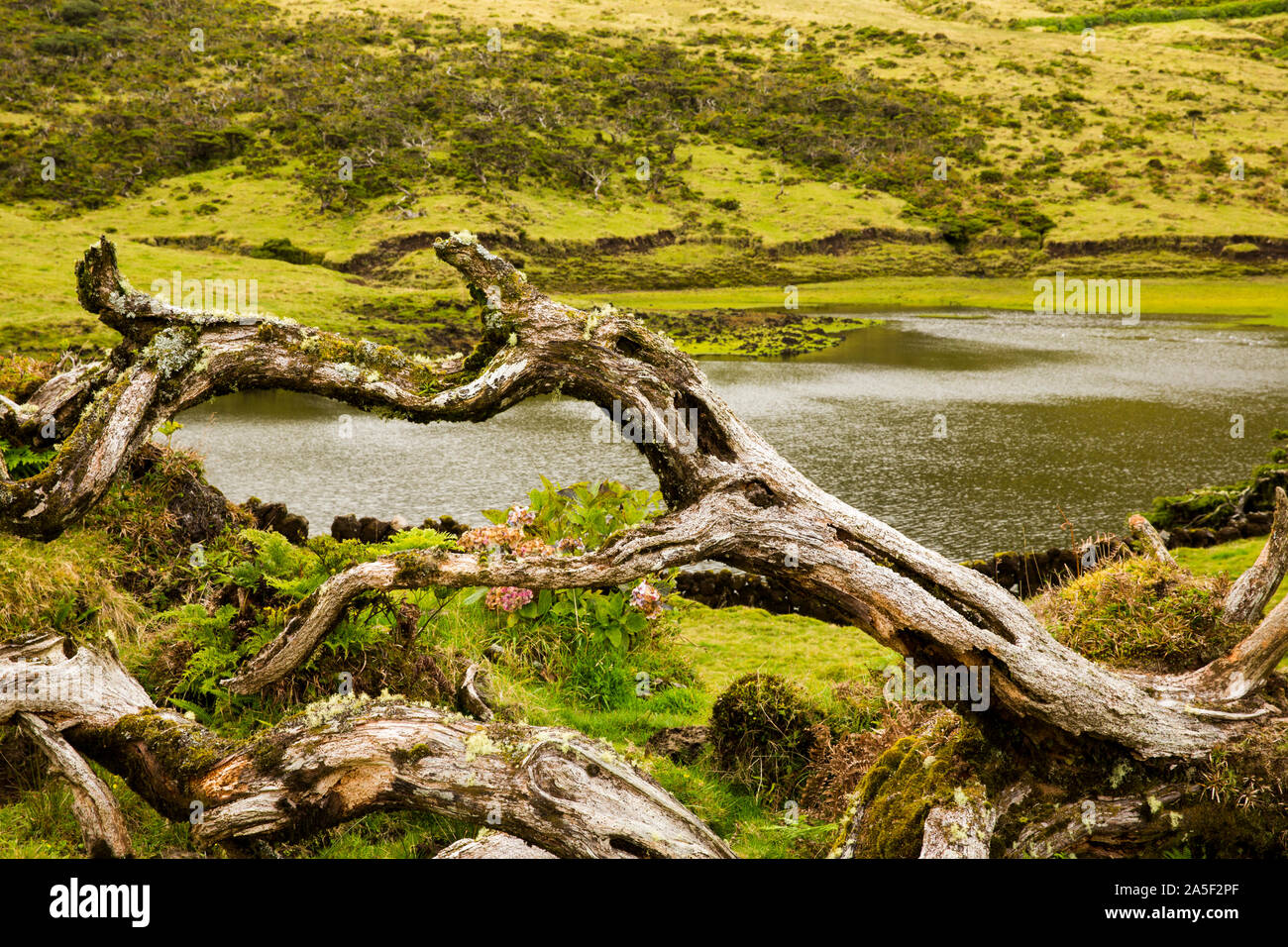 Azores Juniper trunk at Paúl lagoon. Pico, Azores, Portugal Stock Photo ...
