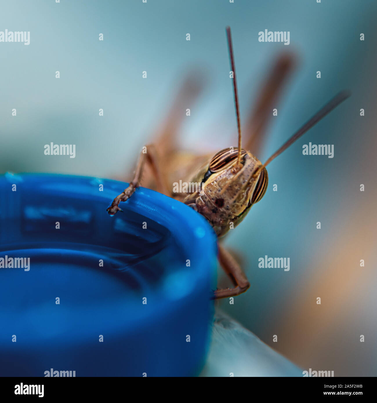 Holding insects hi-res stock photography and images - Alamy
