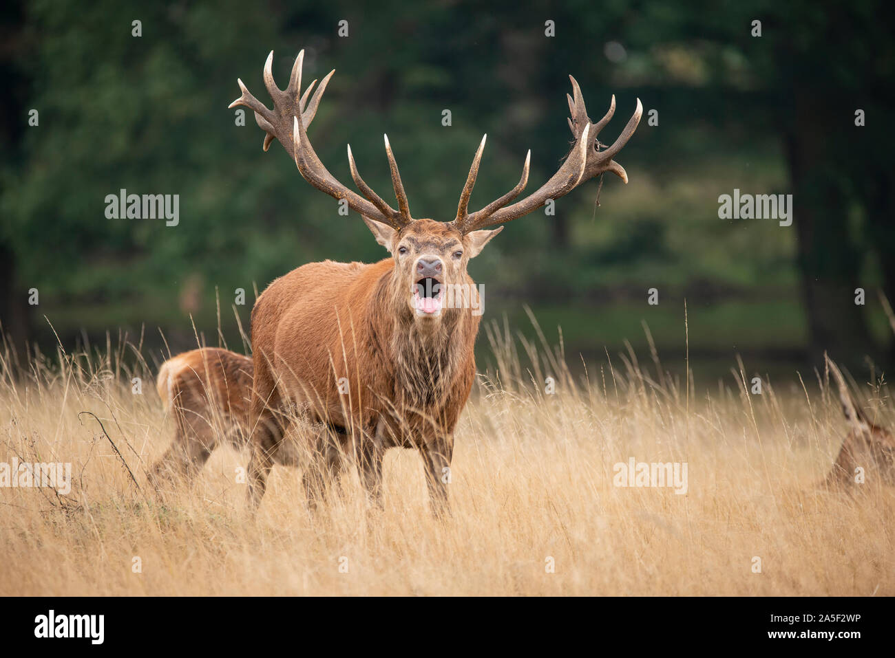 Beautiful red deer stag Cervus Elaphus in Autumn Fall woodland ...