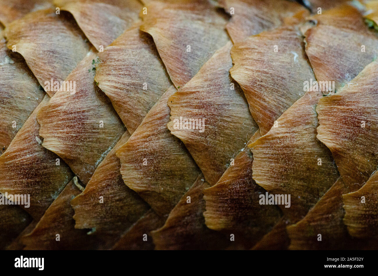 Nature scales hi-res stock photography and images - Alamy