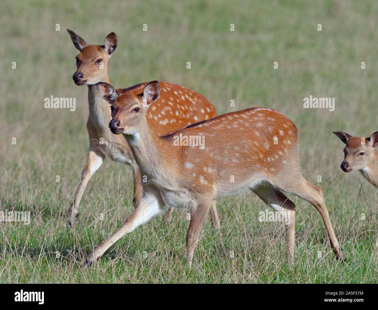 Female Formosan sika deer Cervus nippon taiouanus Stock Photo - Alamy