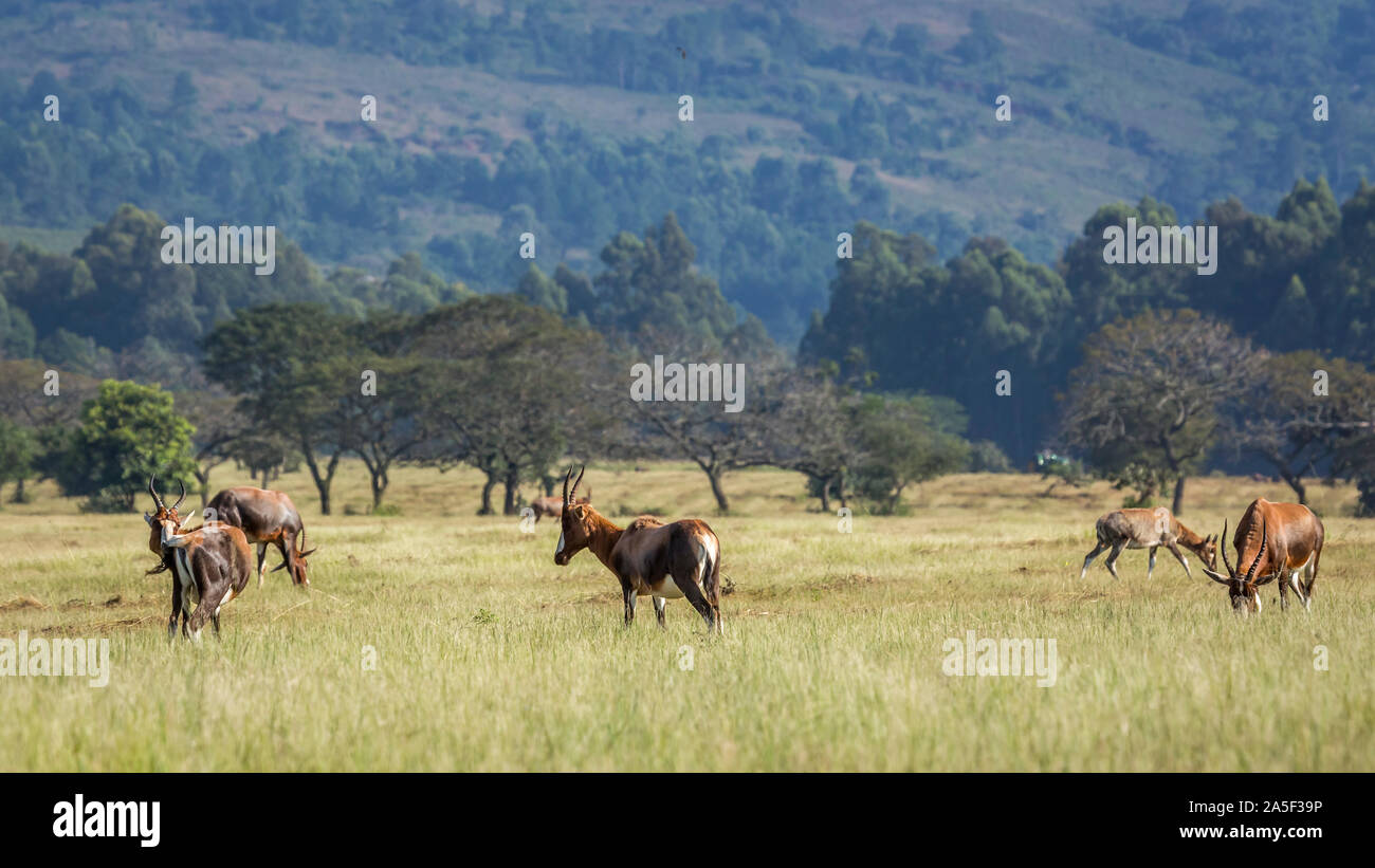 Hlane royal national park game reserve hi-res stock photography and ...
