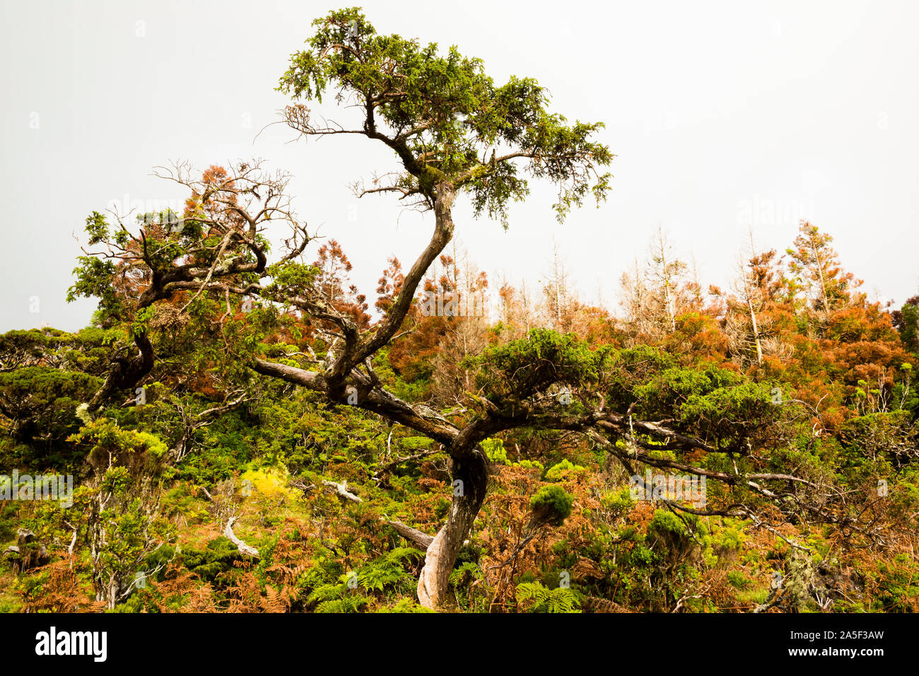 Cloud forest in Pico. Azores, Portugal Stock Photo - Alamy