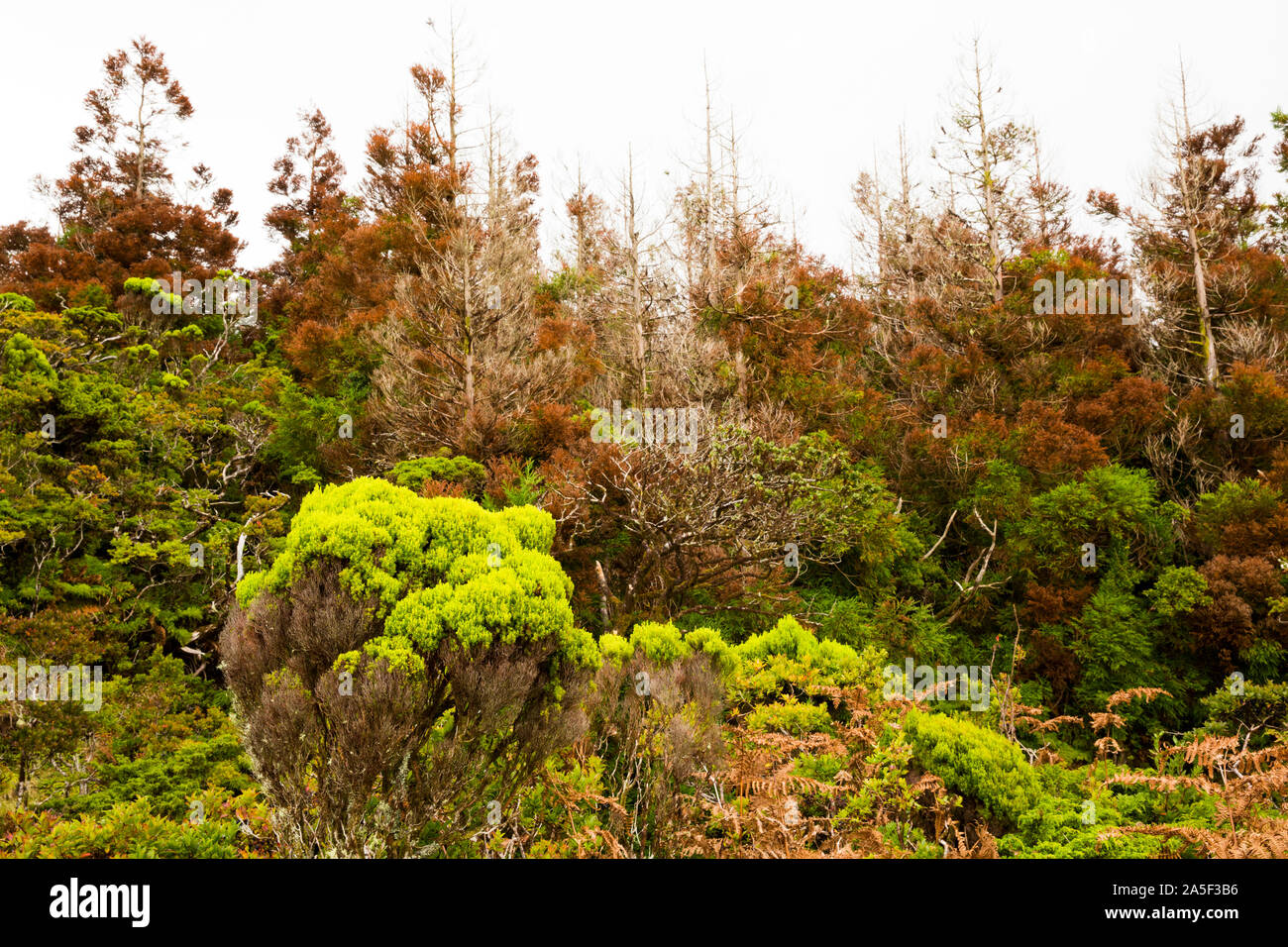 Cloud forest in Pico. Azores, Portugal Stock Photo - Alamy