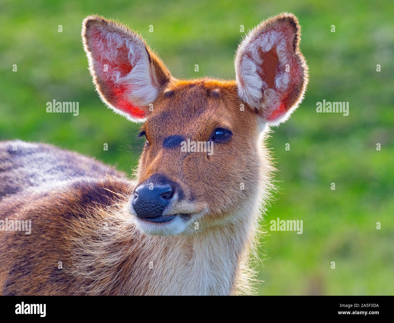 Barasingha cervus duvaucelii hi-res stock photography and images - Alamy