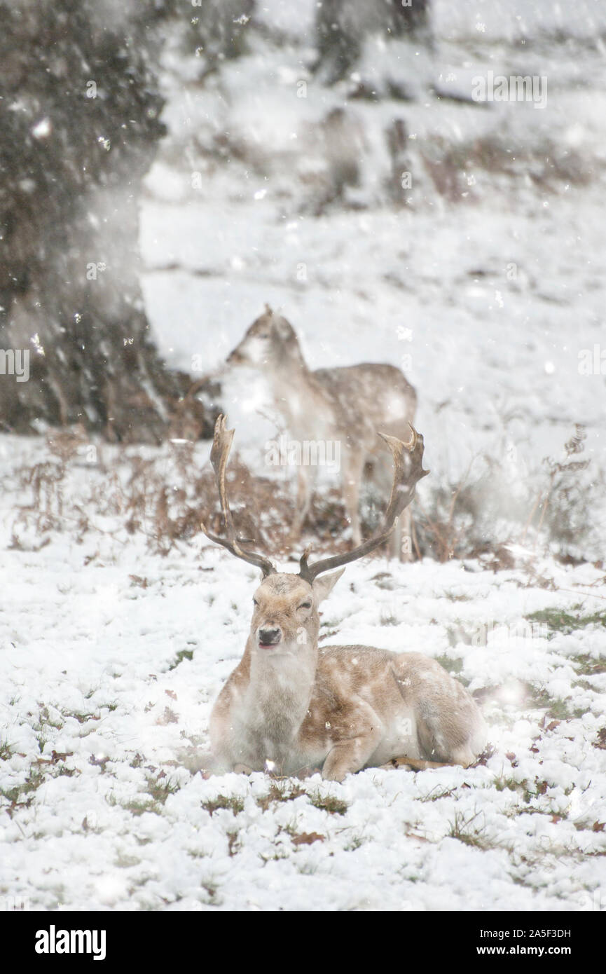 Image of fallow deer in forest landscape in Winter with snow on ground ...