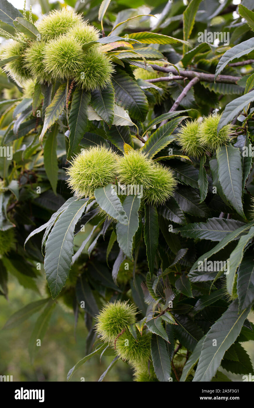 Fruits of Sweet chestnut (Castanea sativa Stock Photo - Alamy