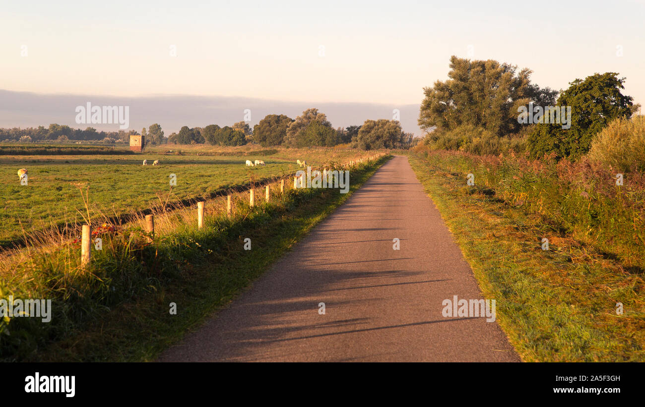 Road on dike of Dutch polder in early morning; Biesbosch National Park ...