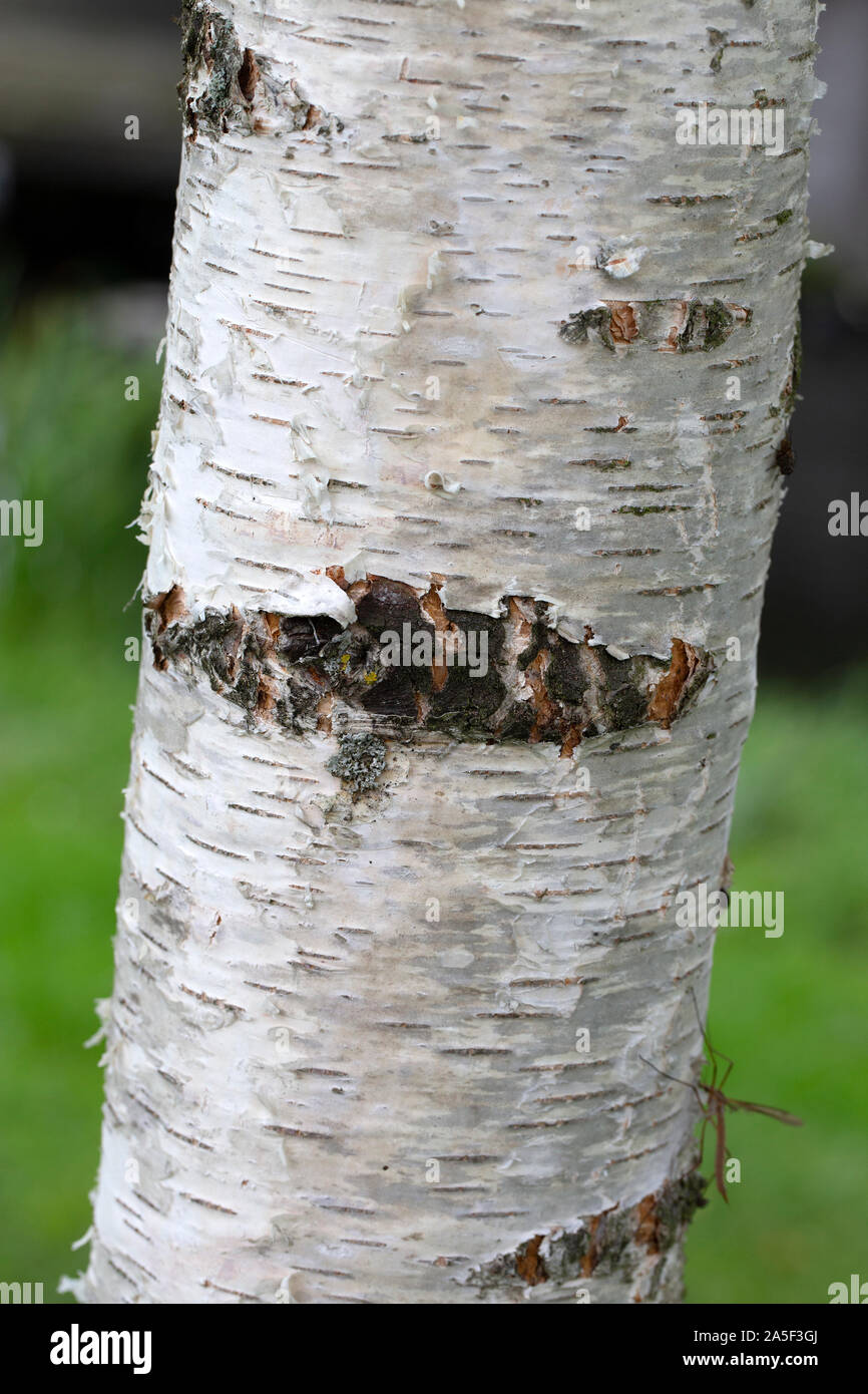 Young silver hi-res stock photography and images - Alamy