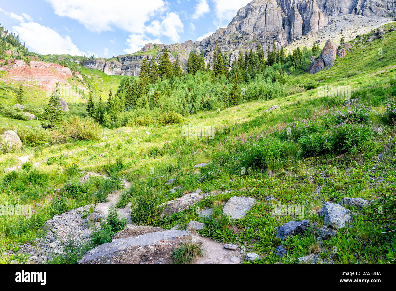View of colorful green alpine rocky meadow with rocks and wildflowers ...