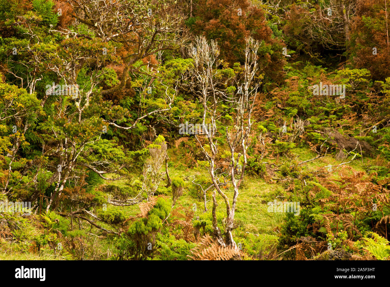 Cloud forest in Pico. Azores, Portugal Stock Photo - Alamy