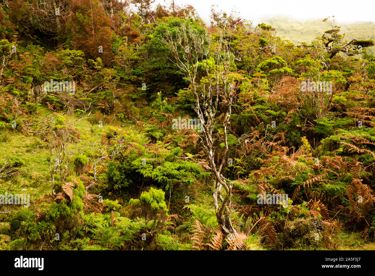 Cloud forest in Pico. Azores, Portugal Stock Photo - Alamy