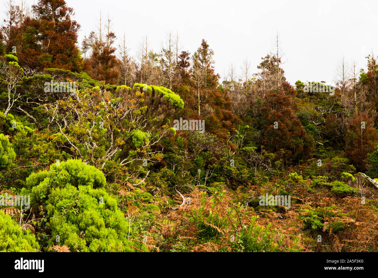 Cloud forest in Pico. Azores, Portugal Stock Photo - Alamy