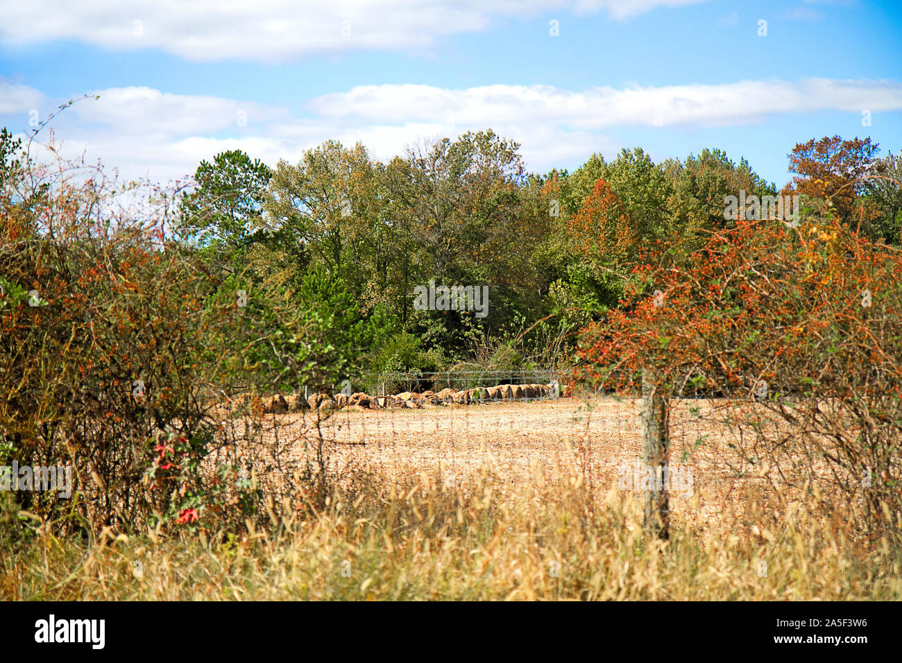 Farmland crops being harvested in late fall. Fields of crops Stock ...