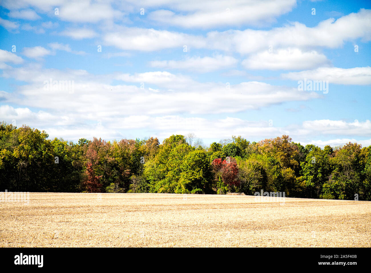 Farmland crops being harvested in late fall. Fields of crops Stock ...