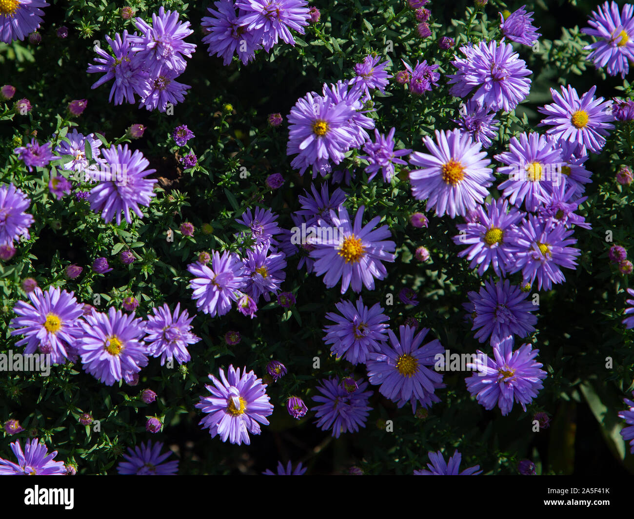 New York aster (Symphyotrichum novi-belgii); flowering Stock Photo - Alamy