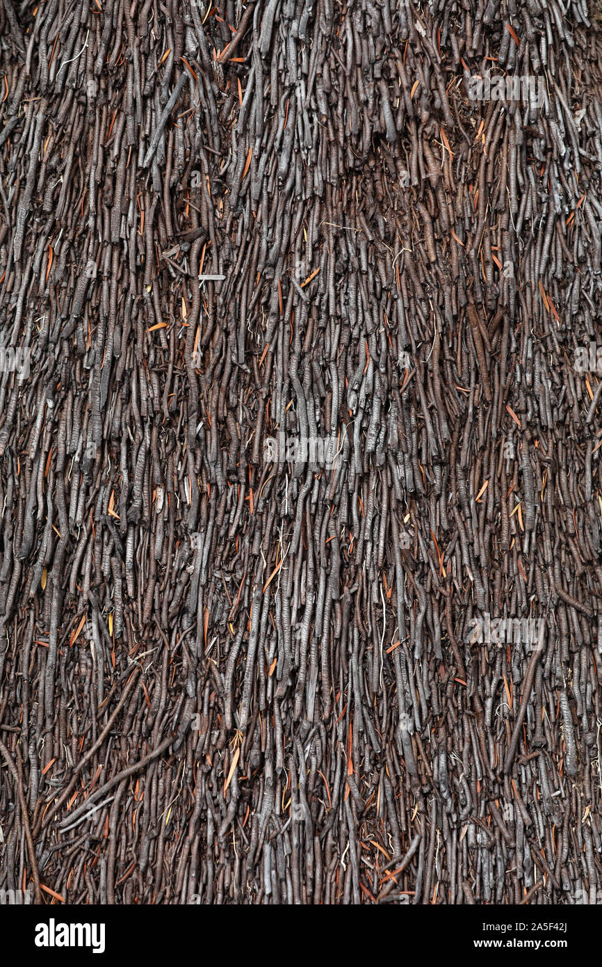 Trunk of a tree fern plant Stock Photo - Alamy