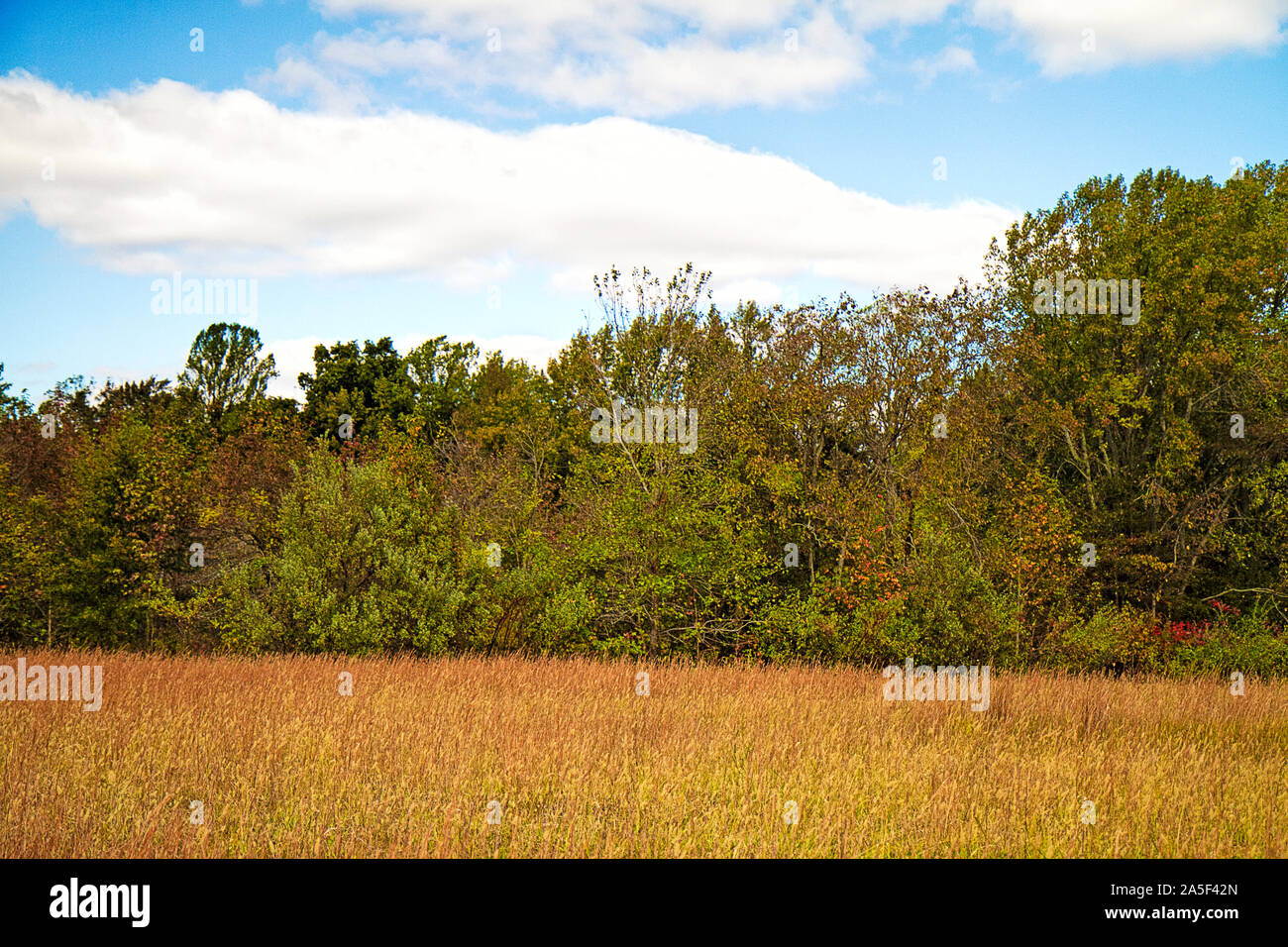 Farmland crops being harvested in late fall. Fields of crops Stock ...