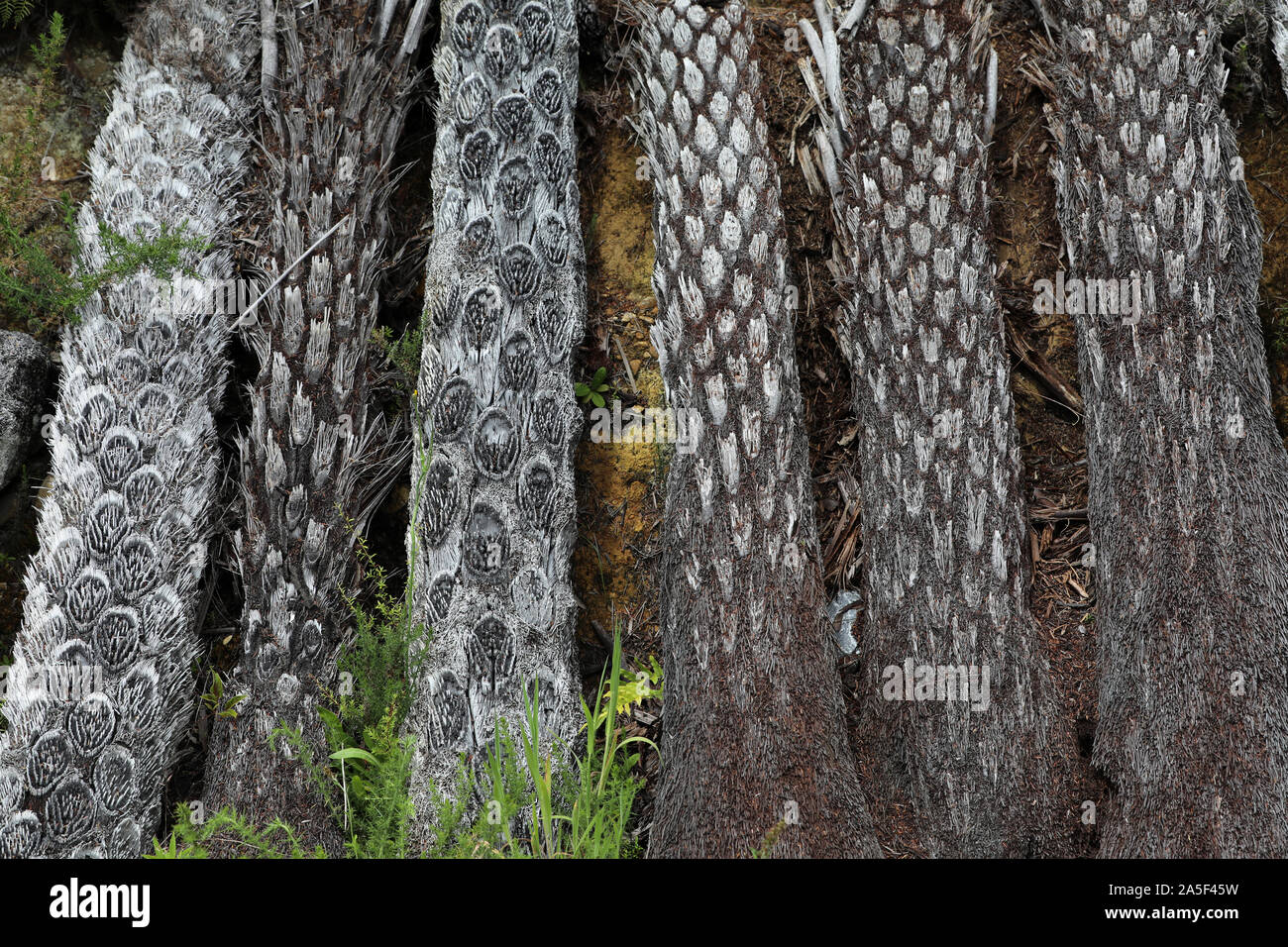 Trunk of a tree fern plant Stock Photo - Alamy