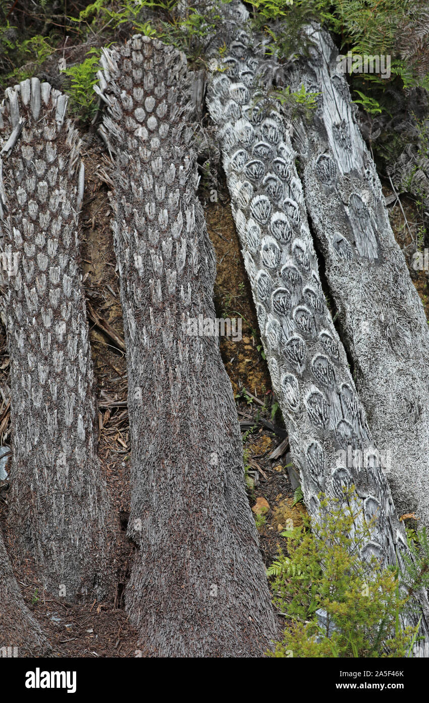 Trunk of a tree fern plant Stock Photo - Alamy