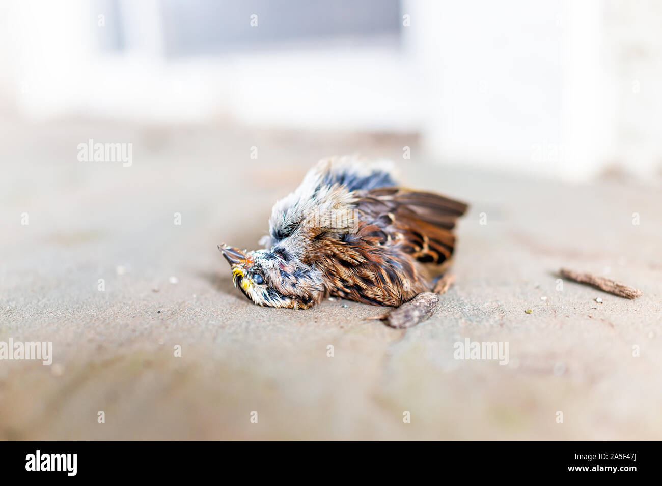 Sad Face Yellow Bird