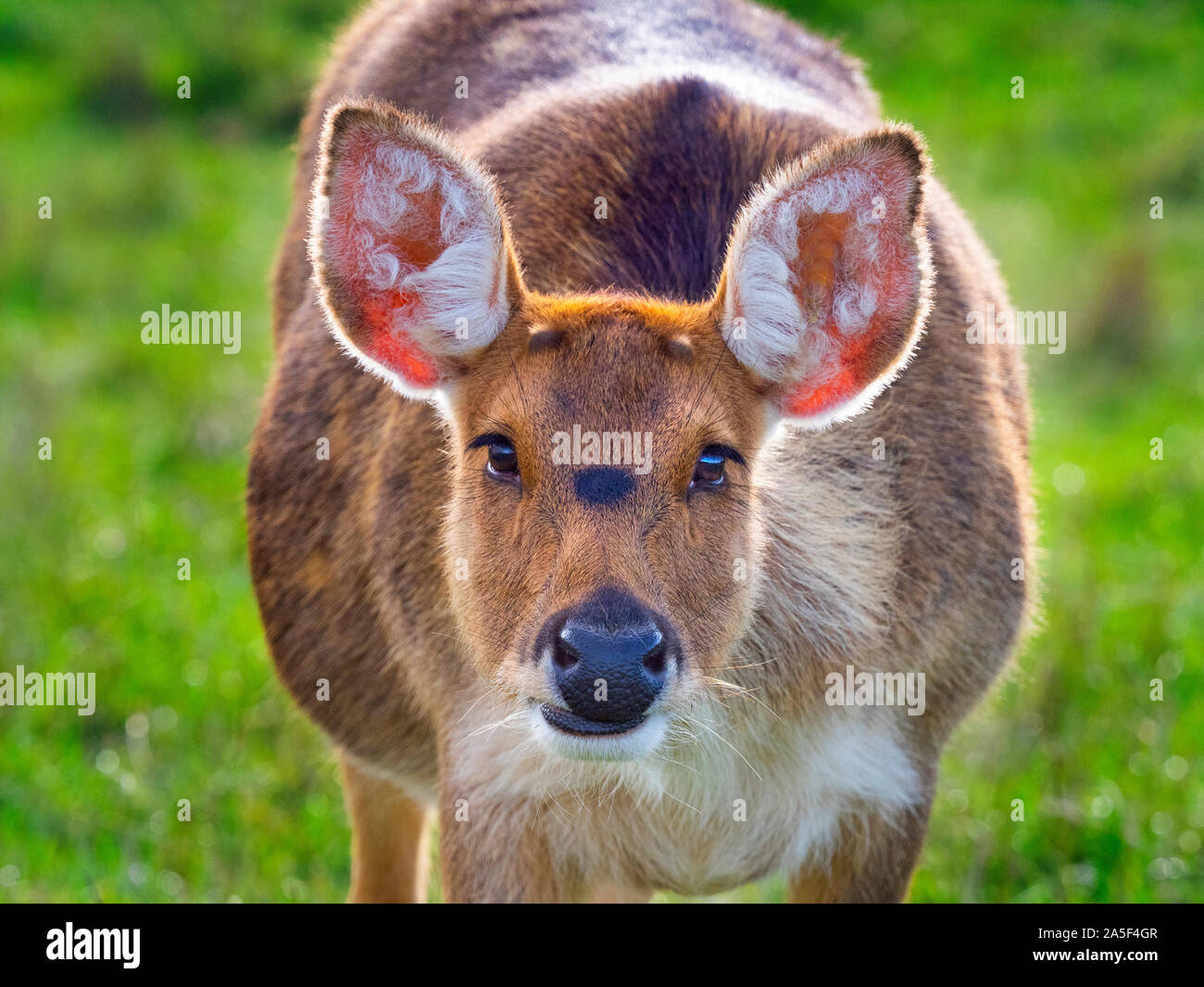 Female Barasingha Cervus duvaucelii Stock Photo - Alamy