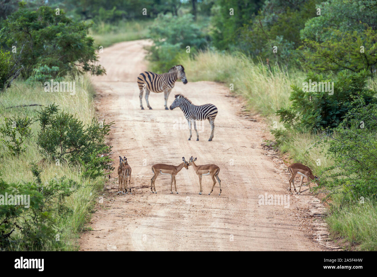 Zebra and impala hi-res stock photography and images - Alamy