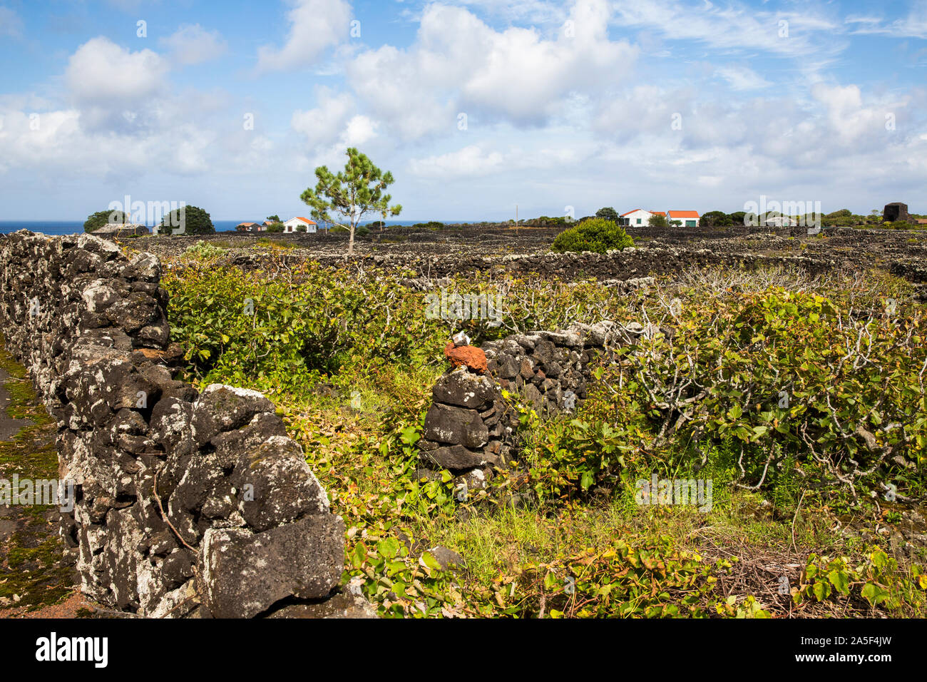 Traditional vineyards in Pico. Azores, Portugal Stock Photo - Alamy