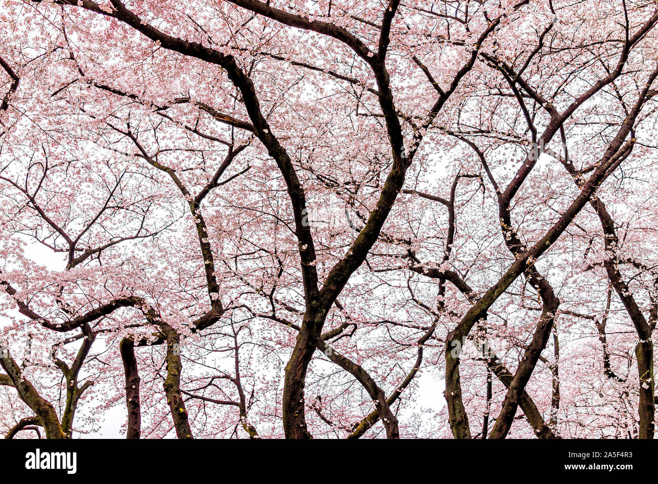 Pink cherry blossom sakura trees curved branches pattern with flower ...