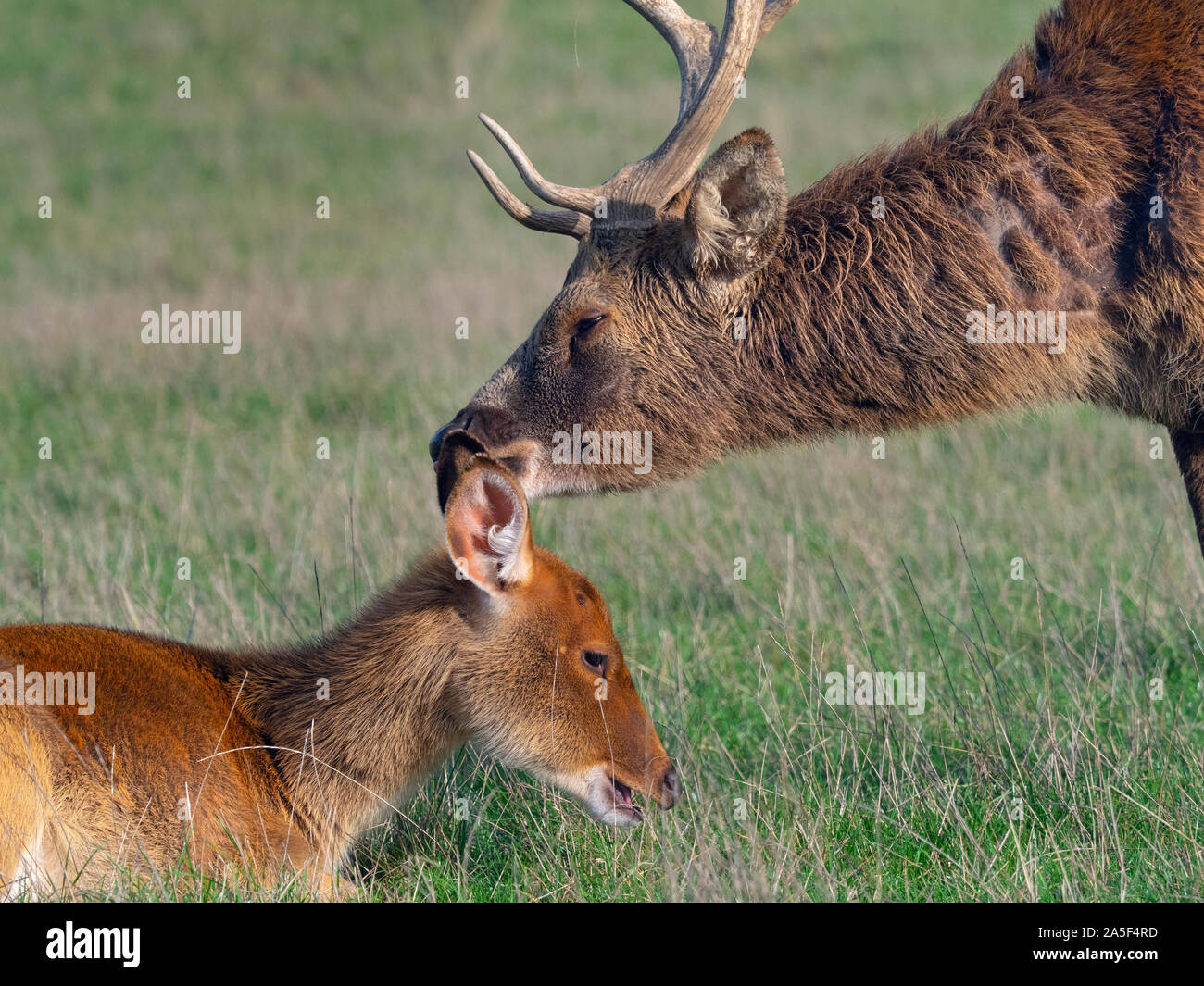 Barasingha Deer