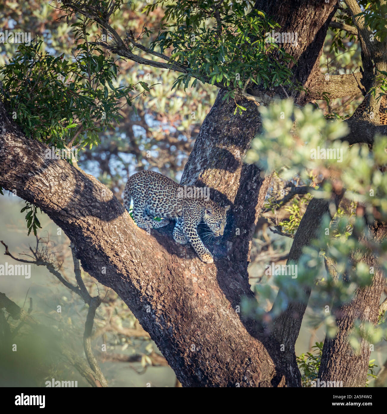 Young Leopard in a tree in Kruger National park, South Africa ; Specie ...