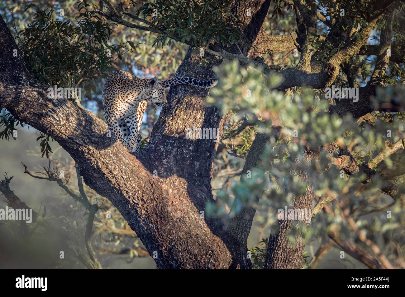 Femelle hi-res stock photography and images - Alamy