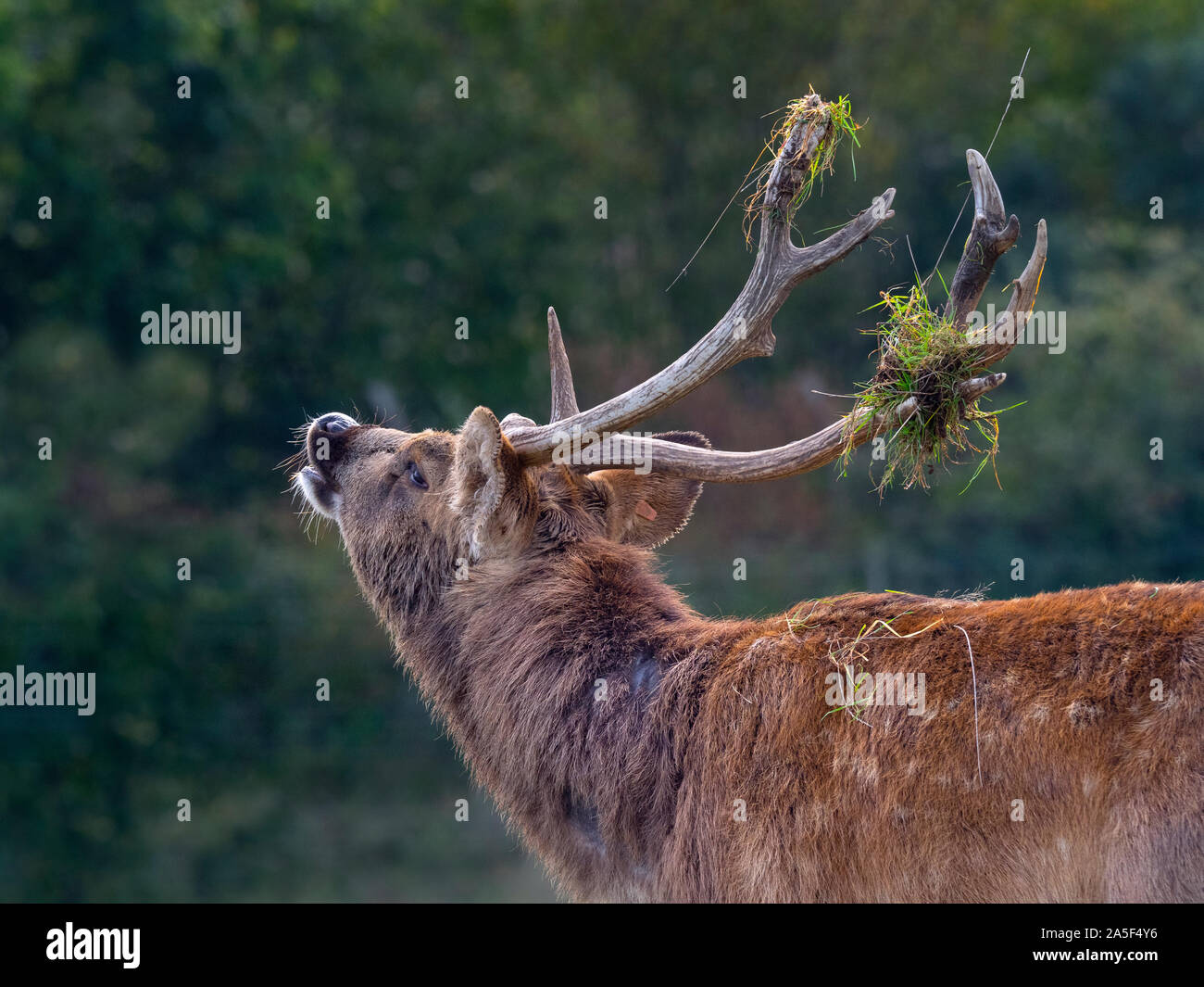 Indian sub species hi-res stock photography and images - Alamy