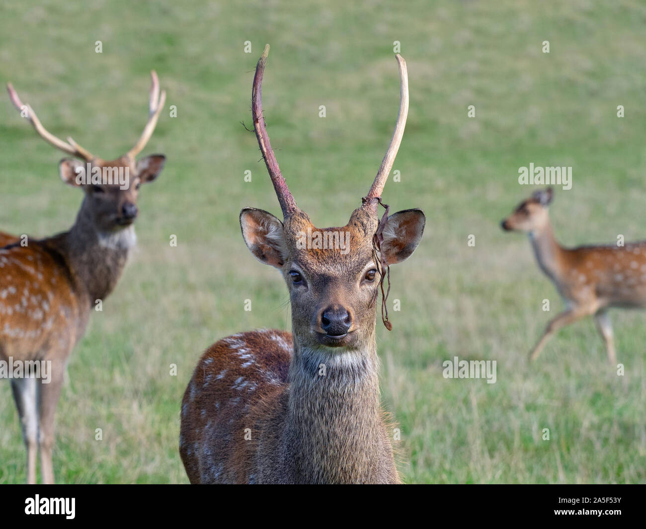 male shedding velvet Formosan sika deer Cervus nippon taiouanus Stock ...