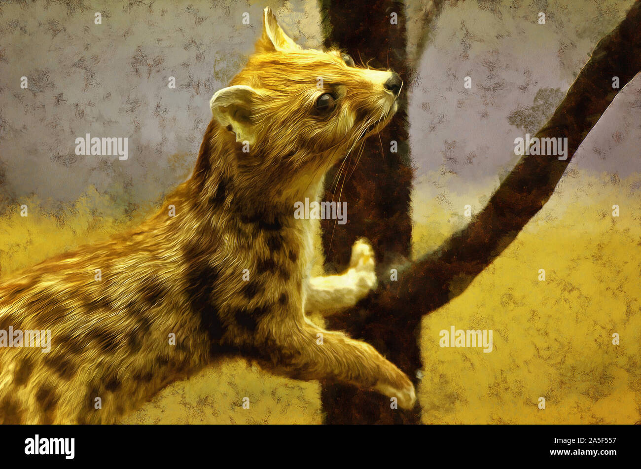 Genetta genetta painting hi-res stock photography and images - Alamy
