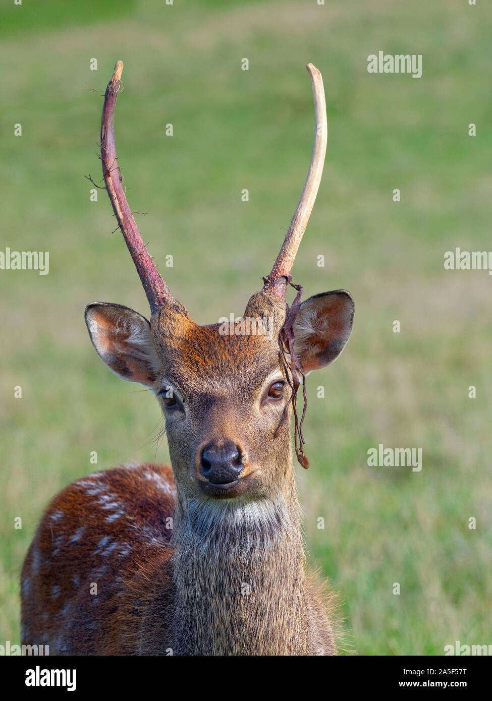 male shedding velvet Formosan sika deer Cervus nippon taiouanus Stock ...
