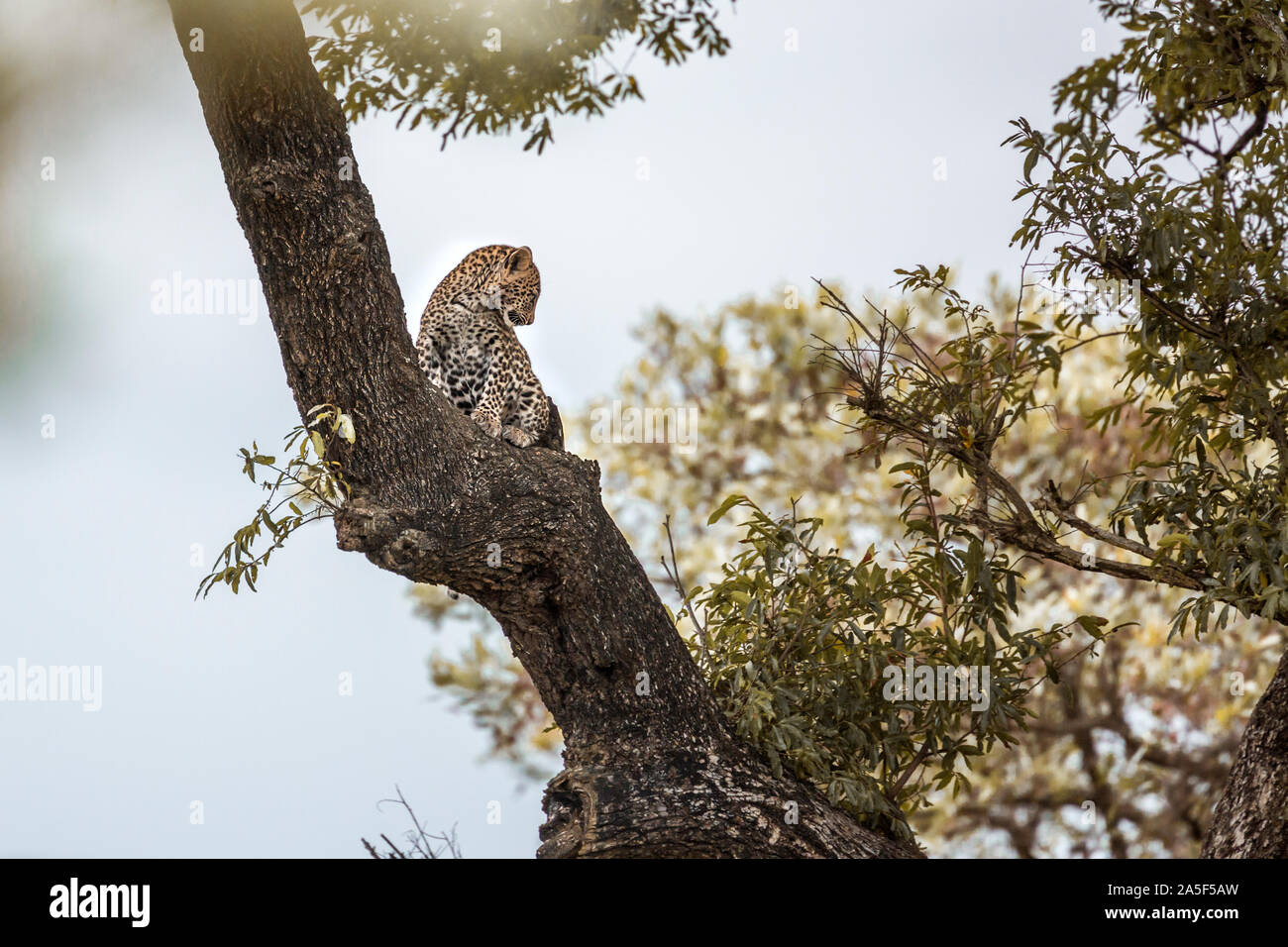 Young Leopard sitting in a tree in Kruger National park, South Africa ...
