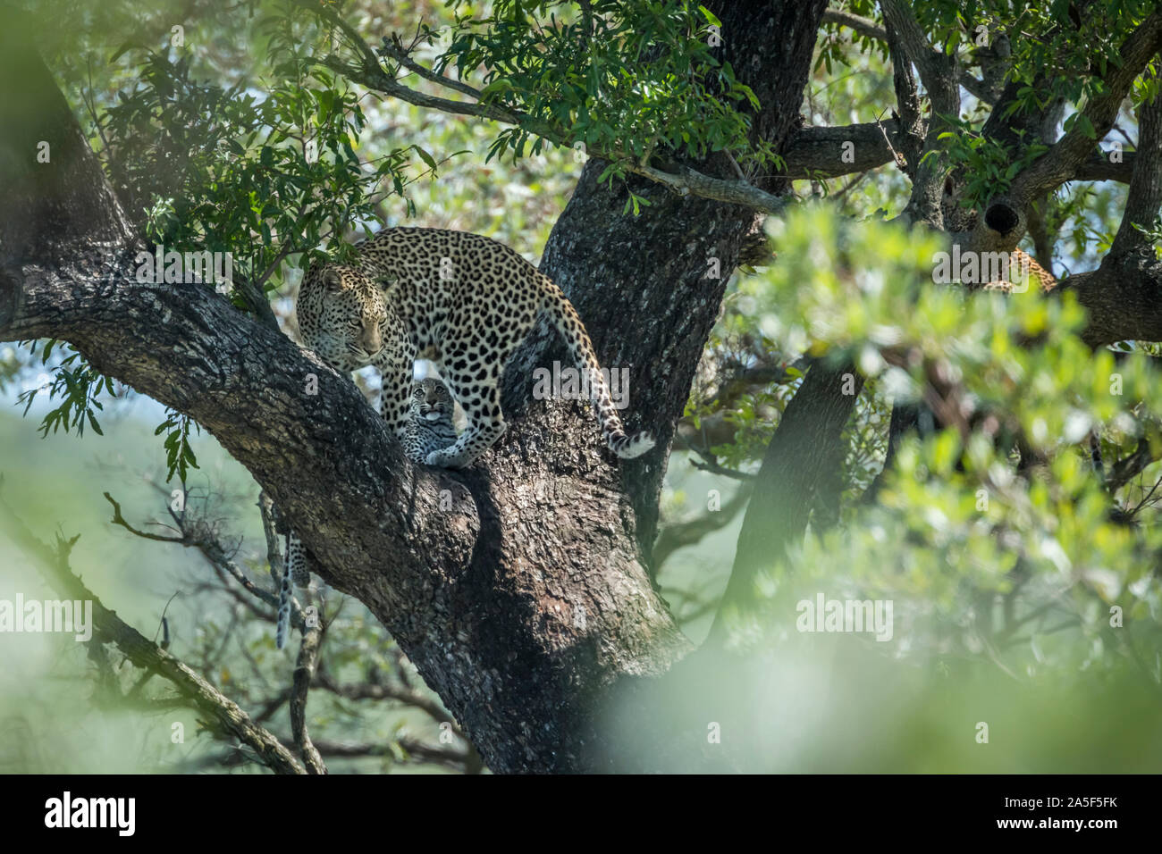 Leopard female with cubs in a tree in Kruger National park, South ...