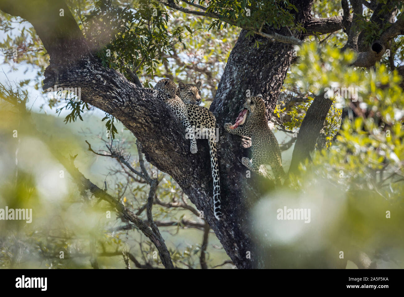 Leopard female with two cubs in a tree in Kruger National park, South ...