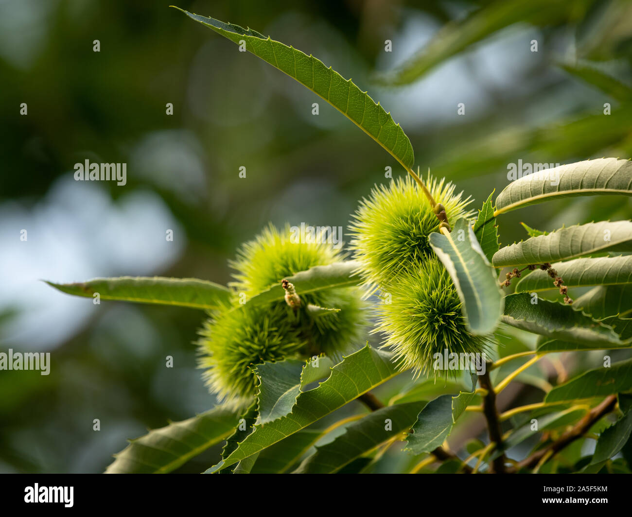 Chestnut Trees Italy High Resolution Stock Photography and Images - Alamy