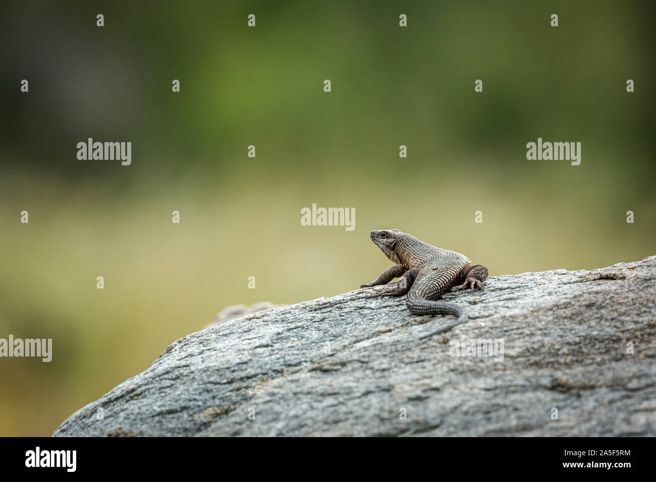 Rock monitor standing on a rock in Kruger National park, South Africa ...