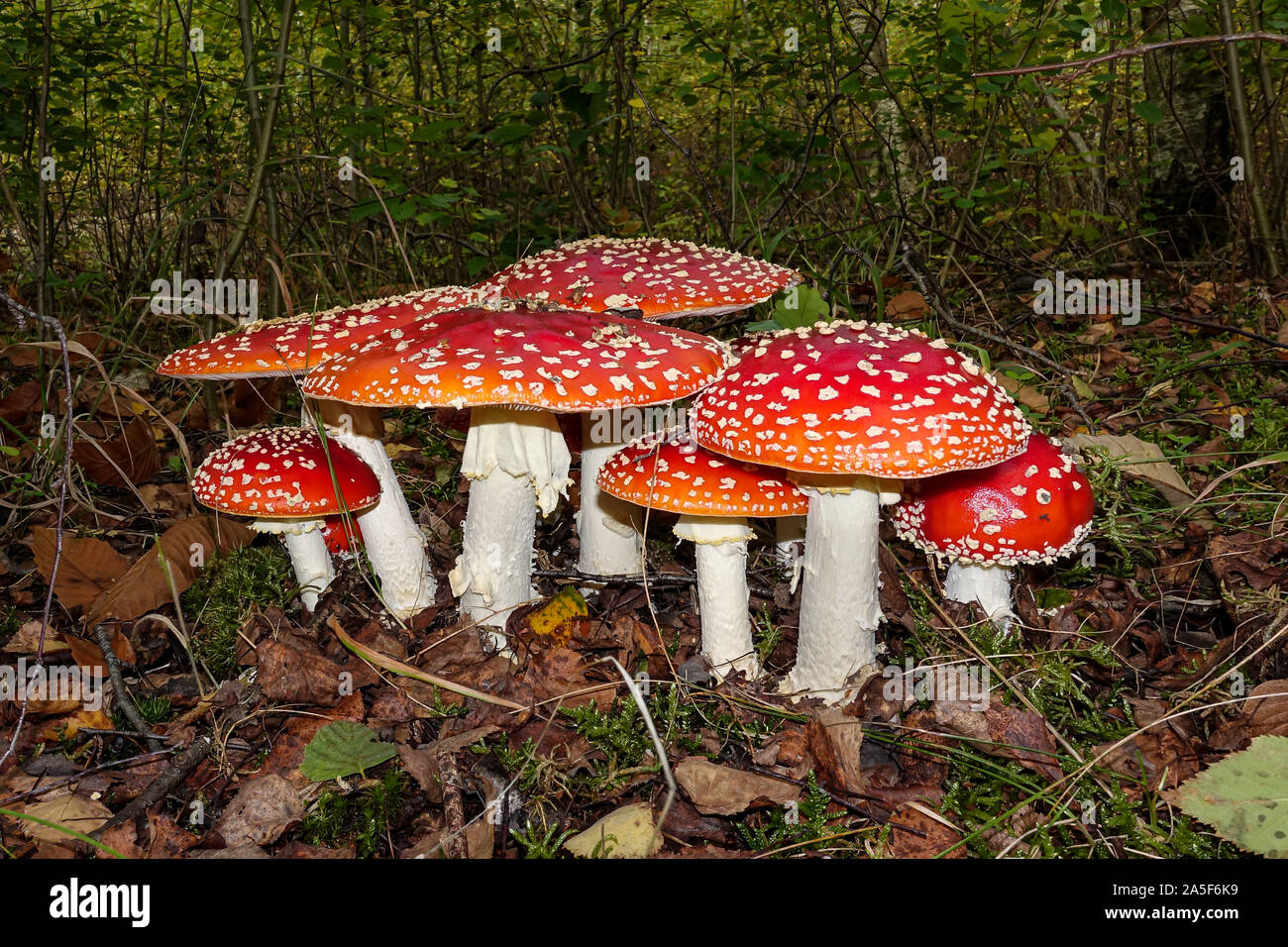 Red toadstools in the woods amanita muscaria fly agaric fly amantia ...