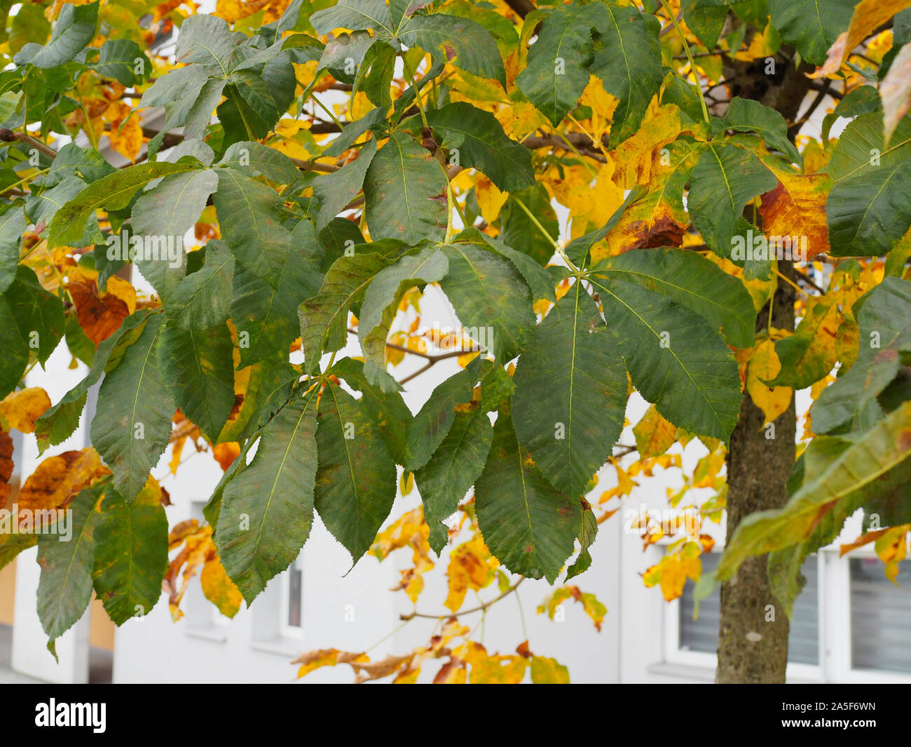 Kastanie hi-res stock photography and images - Alamy