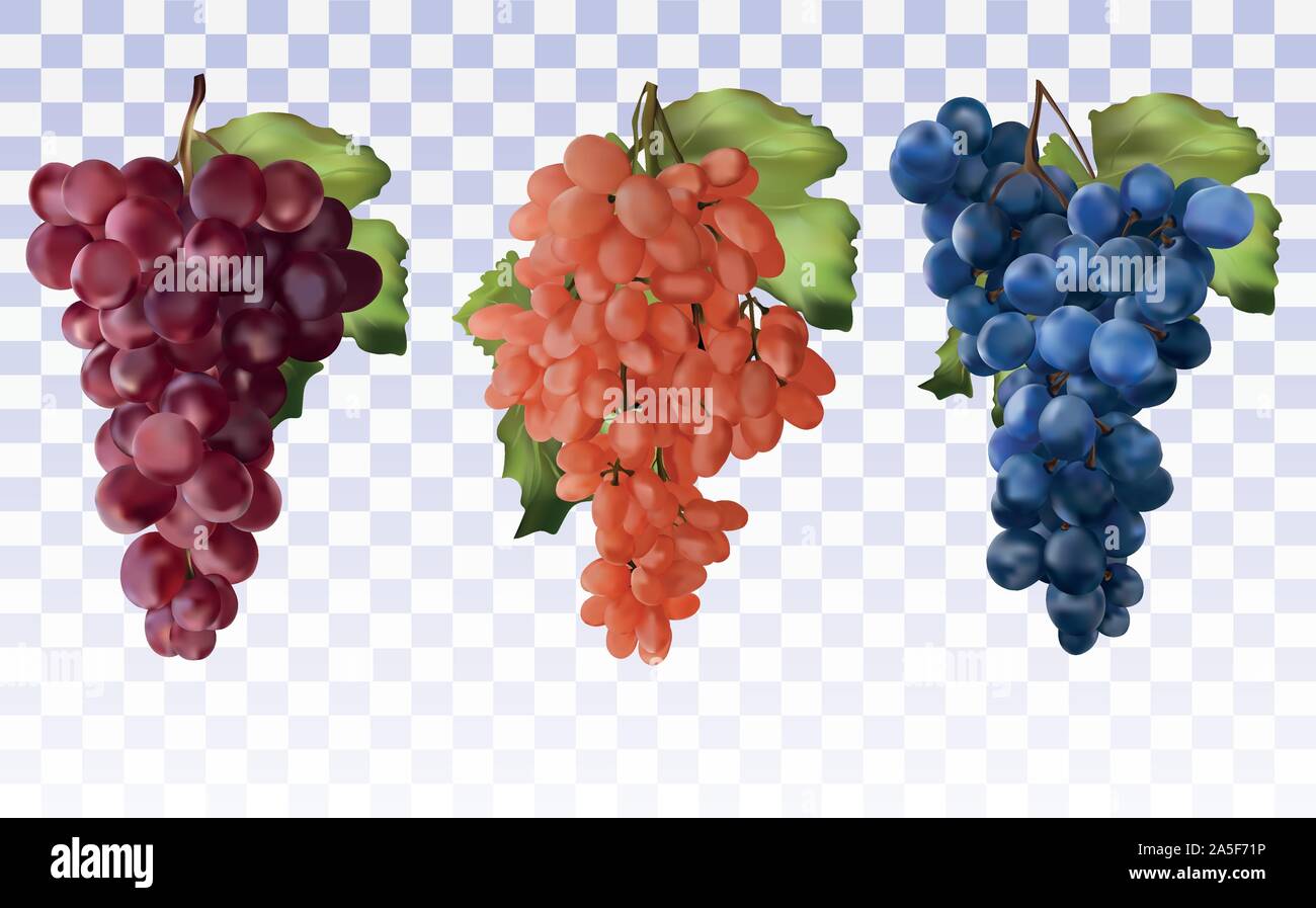 Wine Grapes Vector