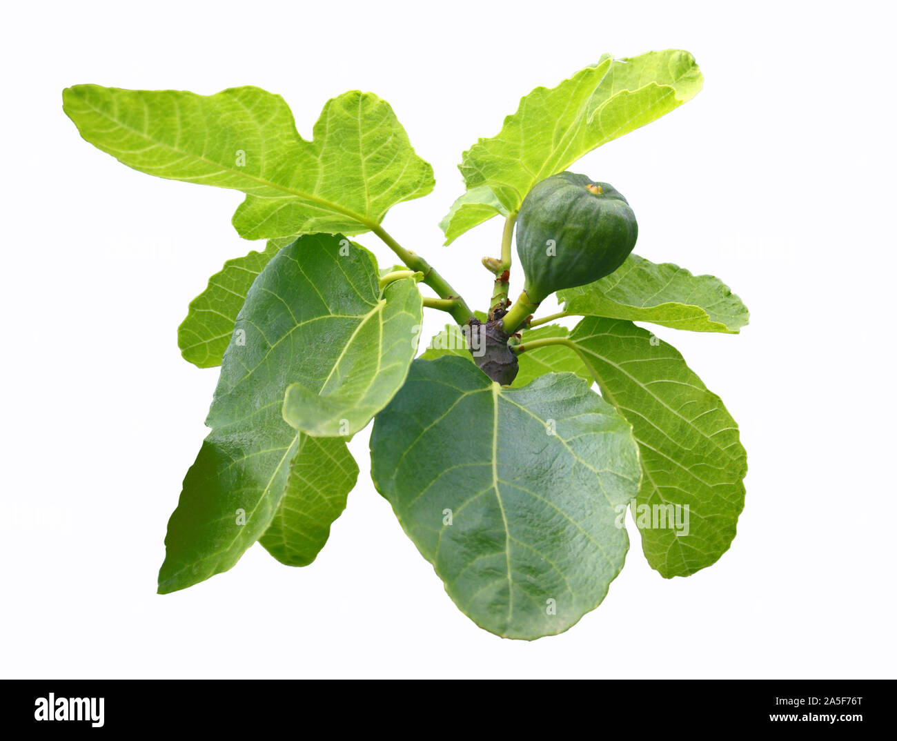 Twig of fig tree isolated on white background Stock Photo - Alamy